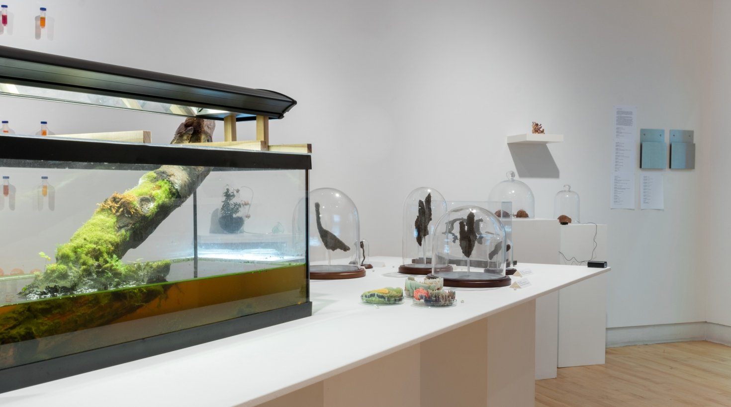 Where Is the Art in Bio Art? - SVA