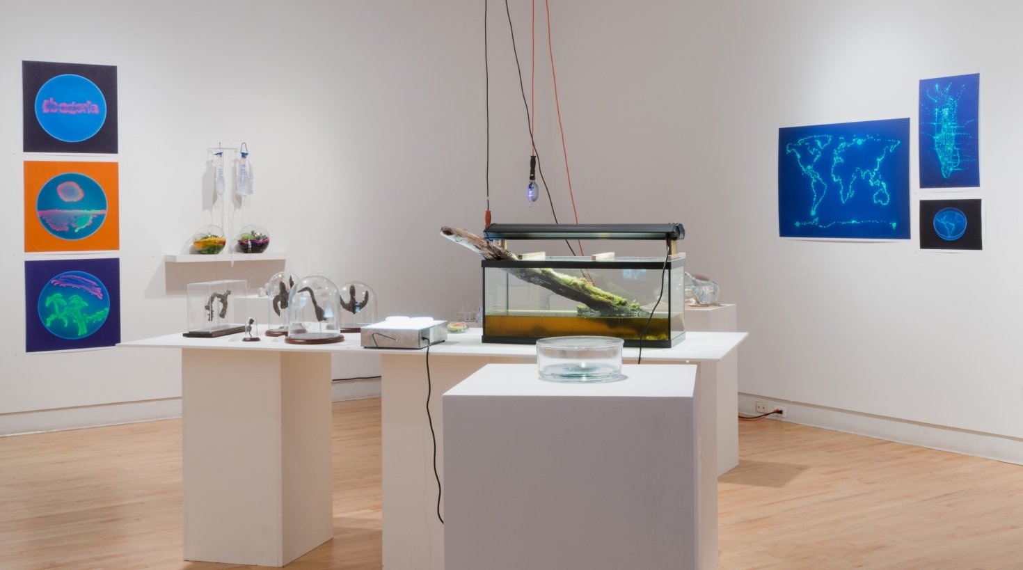 Where Is the Art in Bio Art? - SVA